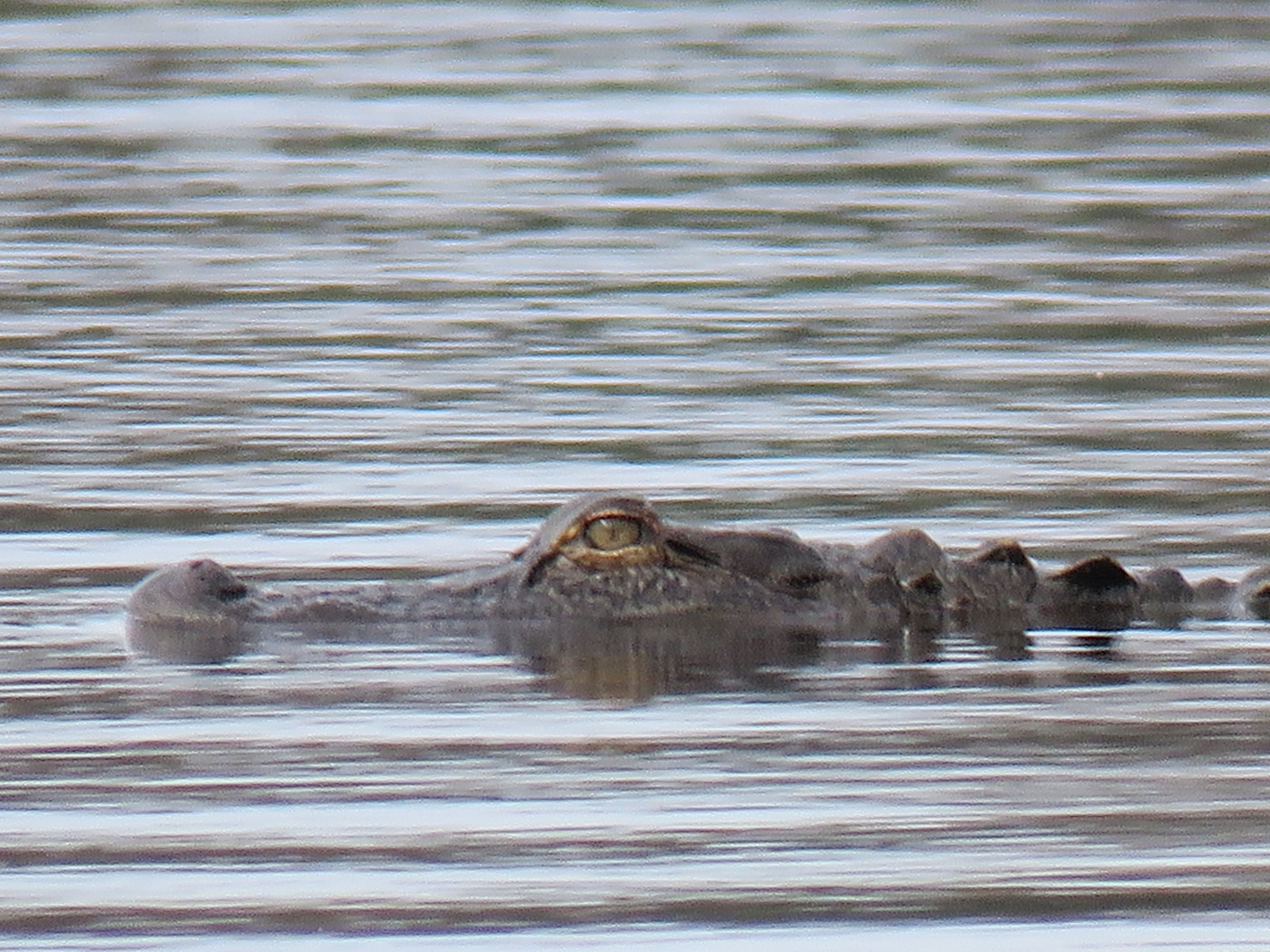 gator dan w – Living In Eternity